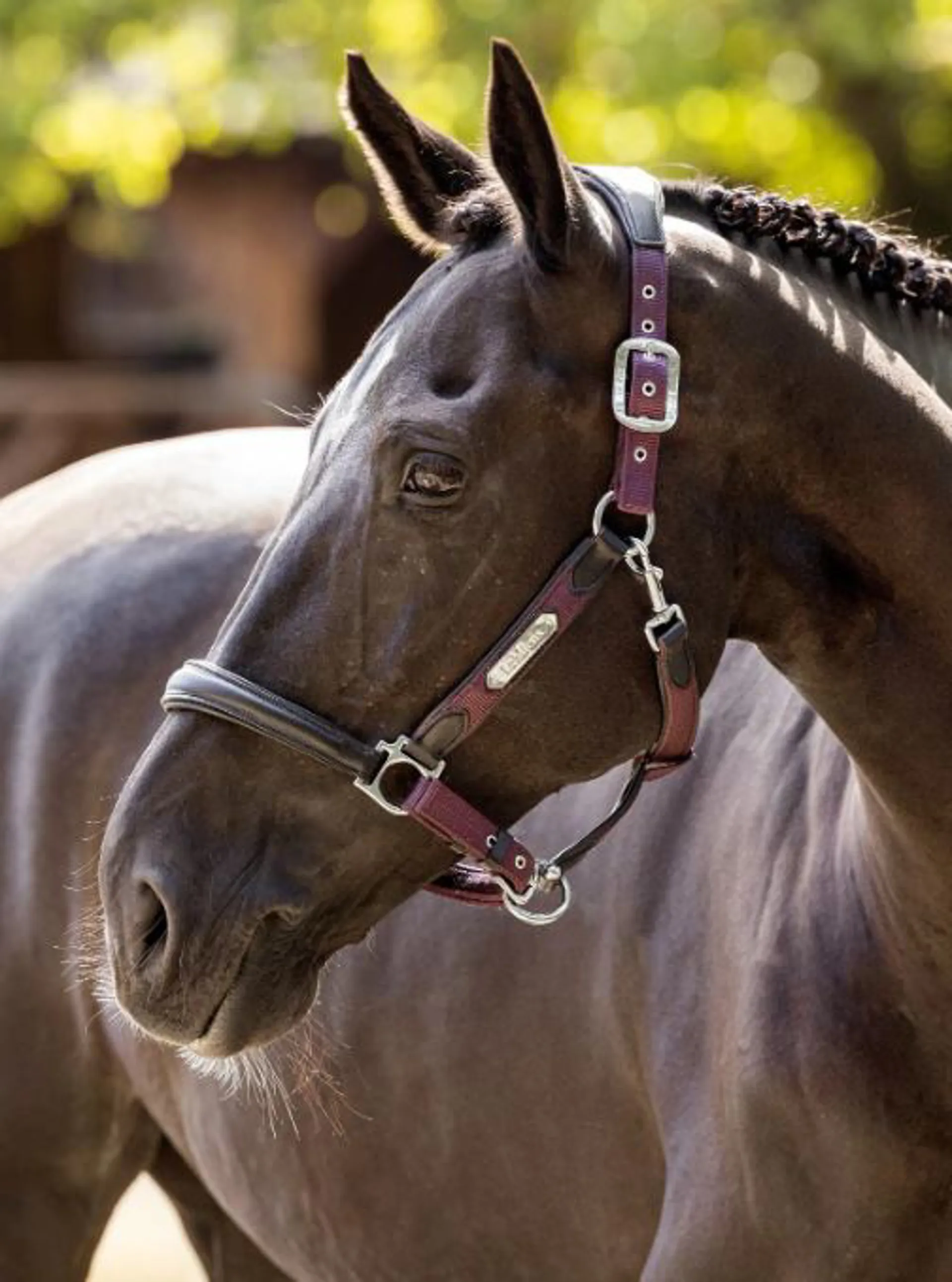 LeMieux Capella Headcollar in Fig